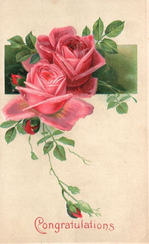 Vintage Postcard Congratulations Pink Roses Greetings And Wishes Card ...