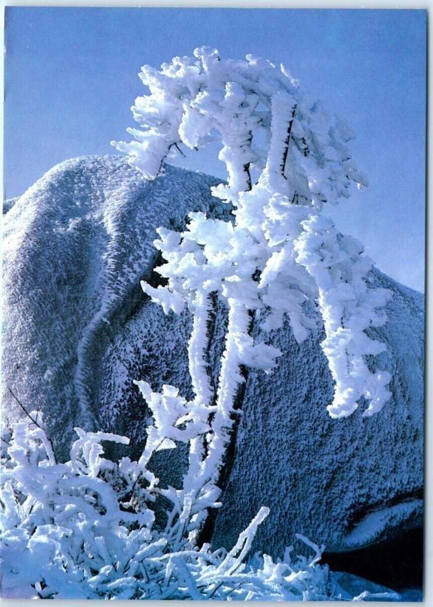Postcard - Snow flower, Mount Seoraksan - South Korea | Other ...