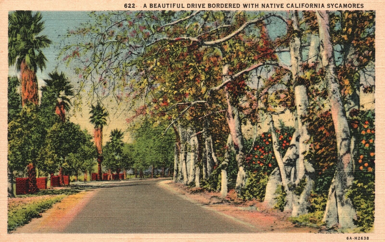 Vintage Postcard The Sycamore State's Arroyos And Washes California ...