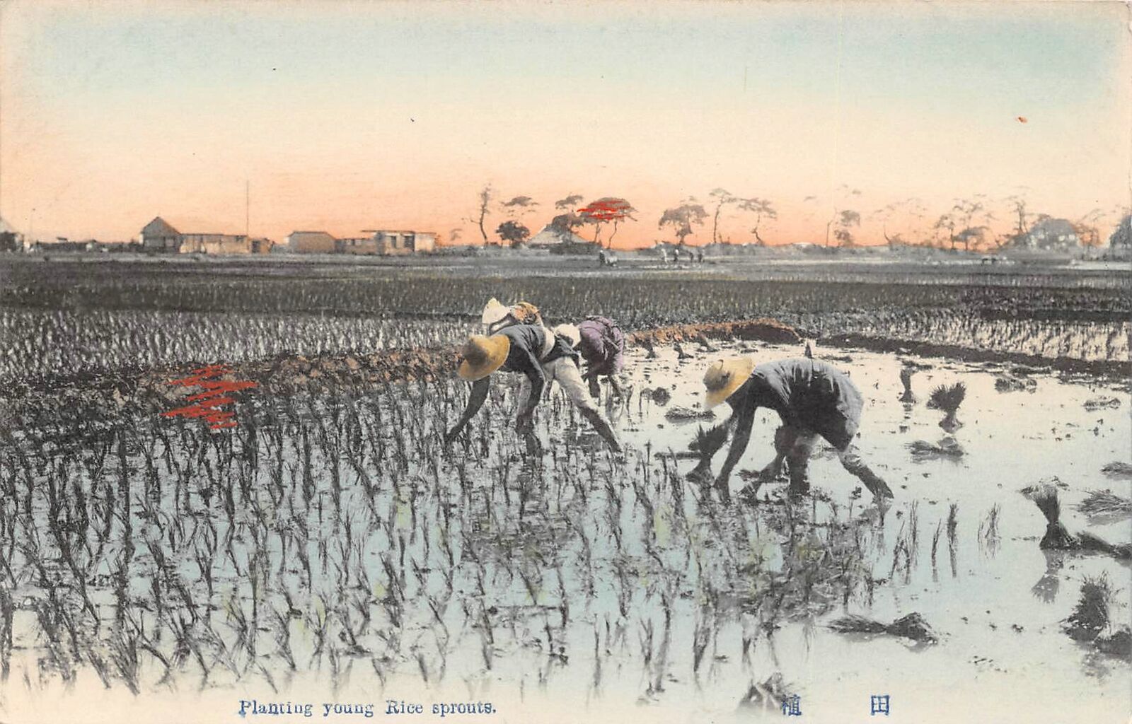 Planting Young Rice Sprouts Farmers Farming Japan 1910s postcard | Asia ...
