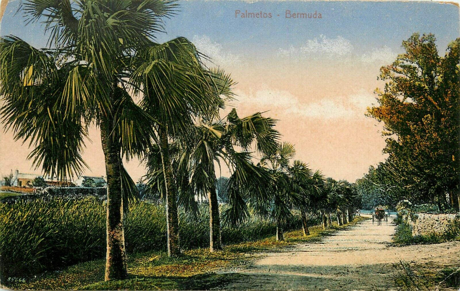 Palmelos Bermuda farm horse and wagon palm trees Postcard | Latin ...