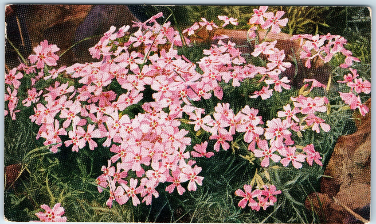 1932 CA Mitchell Flower Species Phlox Subulata Ground Pink Moss PC ...