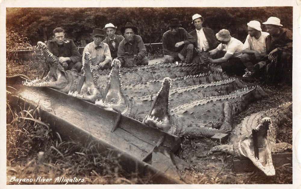 Panama view of men with alligator catch Bayano River real photo pc ...