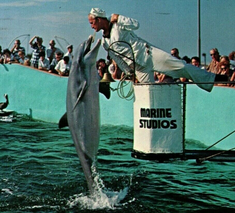 Feeding time Marineland of Florida with dolphin eating fish from ...