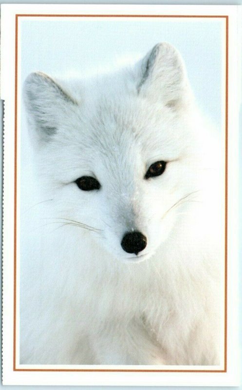 Postcard - An Arctic Fox on Kolguyev Island, Russia | Europe - Russia ...