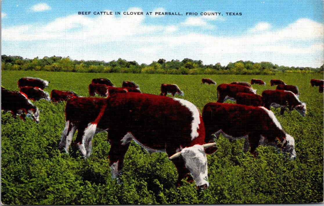 Texas Cows Beef Cattle In Clover At Pearsall Frio Country Texas ...