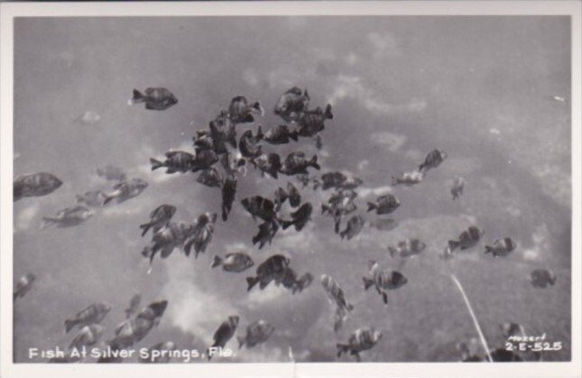 Florida Silver Springs Underwater Scene Showing Fish Real Photo ...