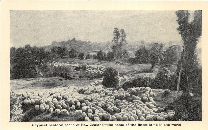 Lot300 a typical pastoral scene sheep new zealand types folklore ...