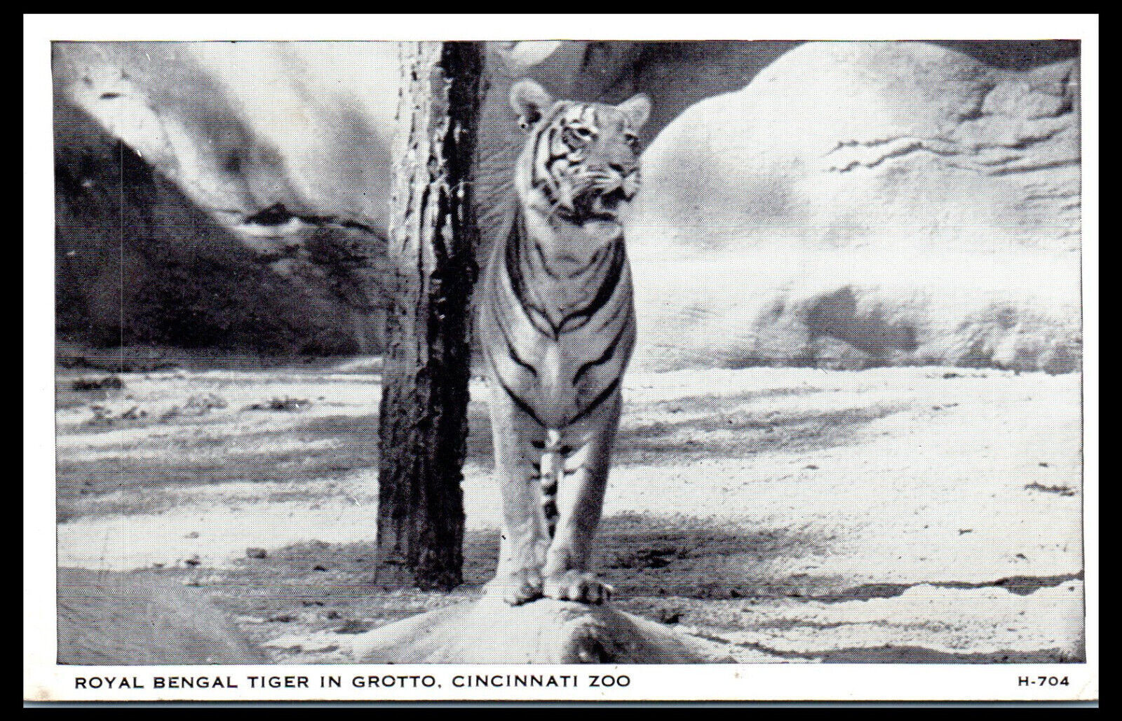 1940s Royal Bengal Tiger in Grotto Cincinnati Zoo Cincinnati OH ...