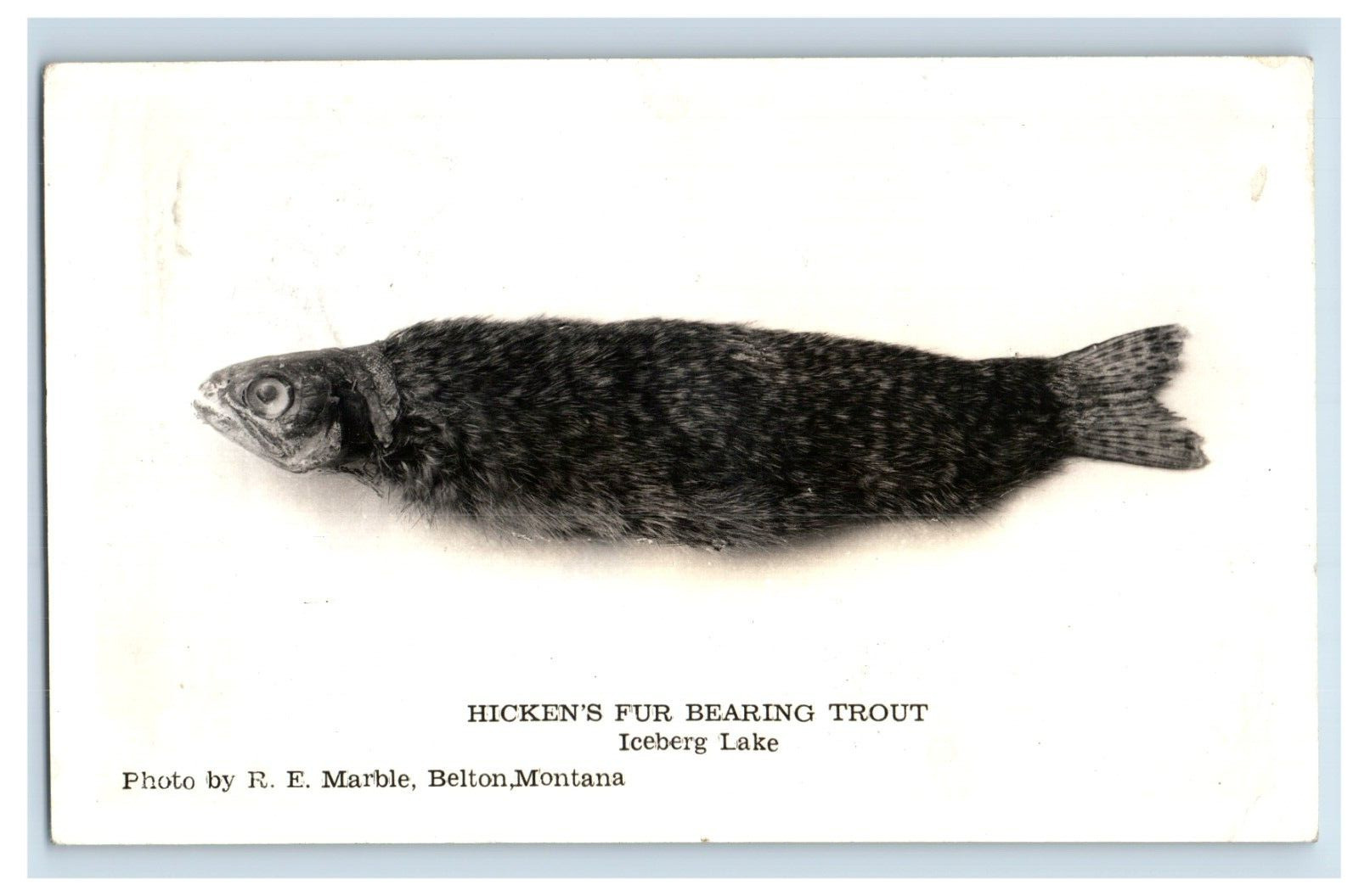 Vintage RPPC Hickens Fur Bearing Trout Iceberg Lake P203E | Other ...