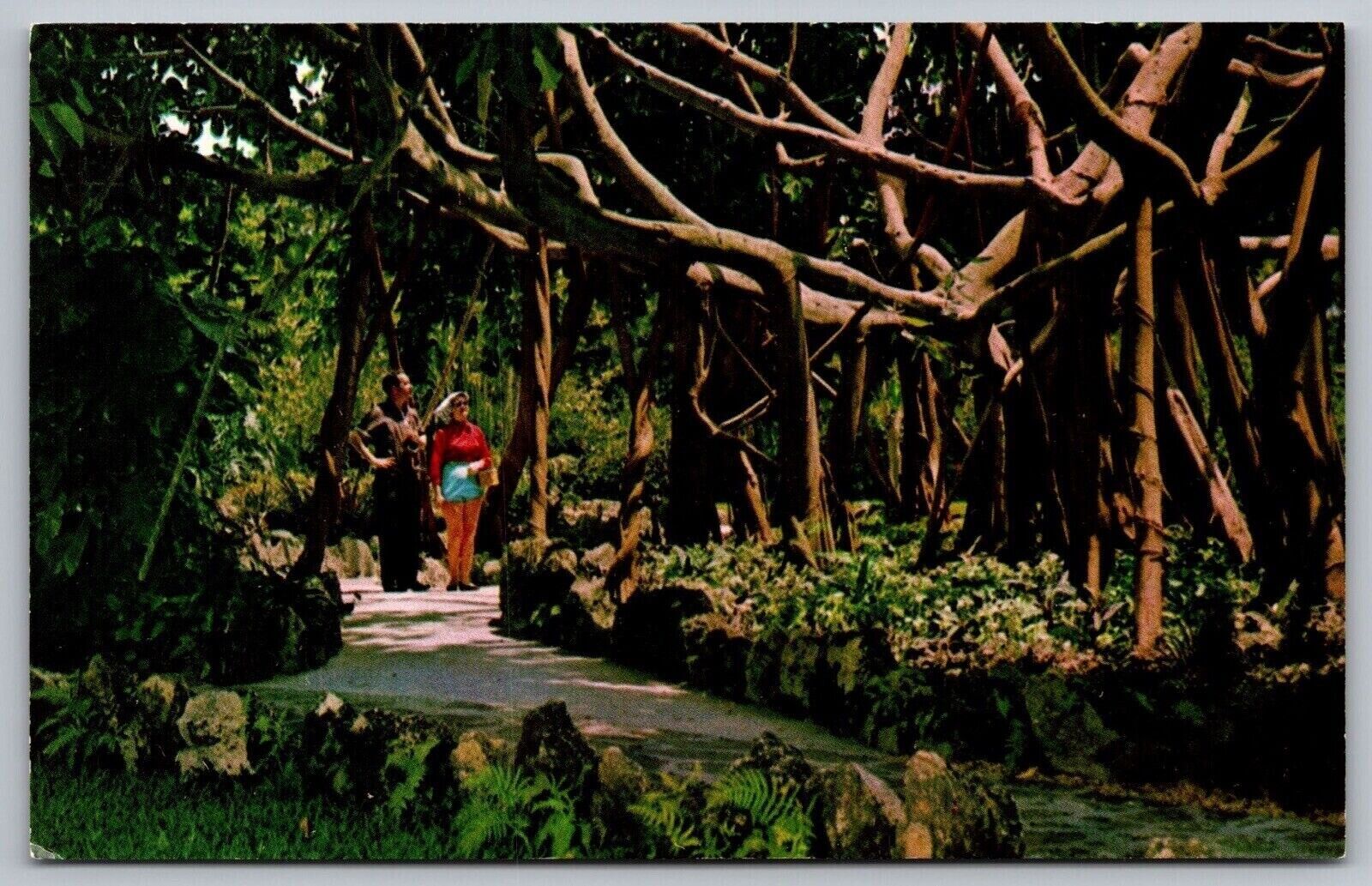 Giant Banyan Tree Ficus Altissima Miami Parrot Jungle Tropical Vintage ...