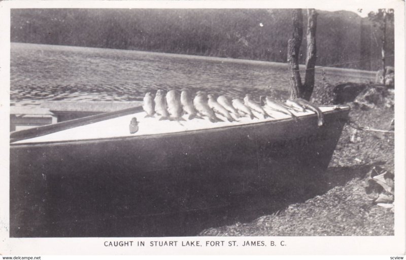 RP: FORT ST.JAMES, B.C. , Canada , 1920-40s; Fish caught in Stuart Lake ...