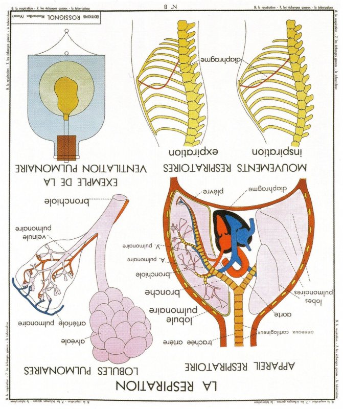The Lungs Respiration Respiratory System Old School Wall Chart Postcard ...