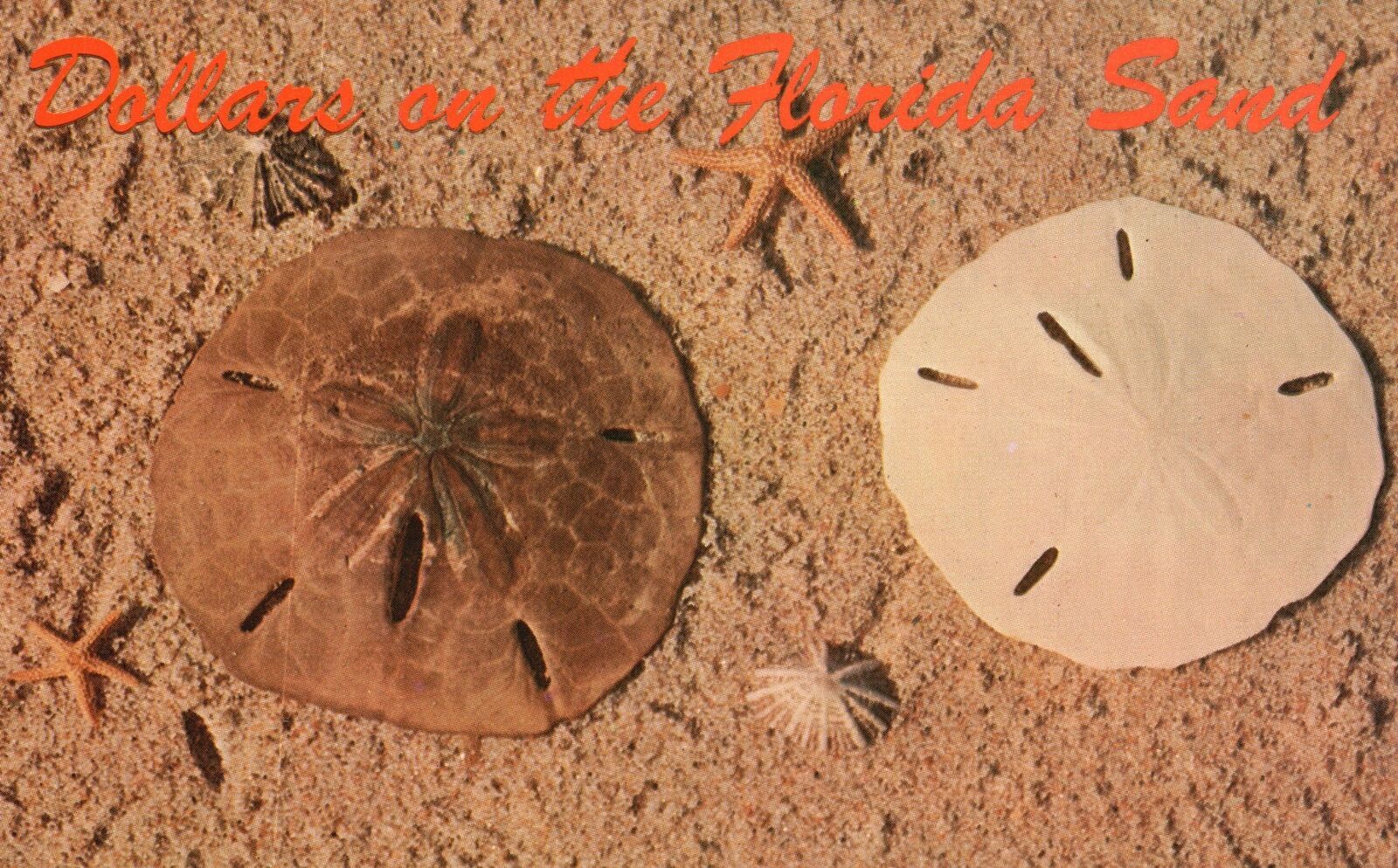 Vintage Postcard View of The Sand Dollar Holy Ghost Shell on the ...