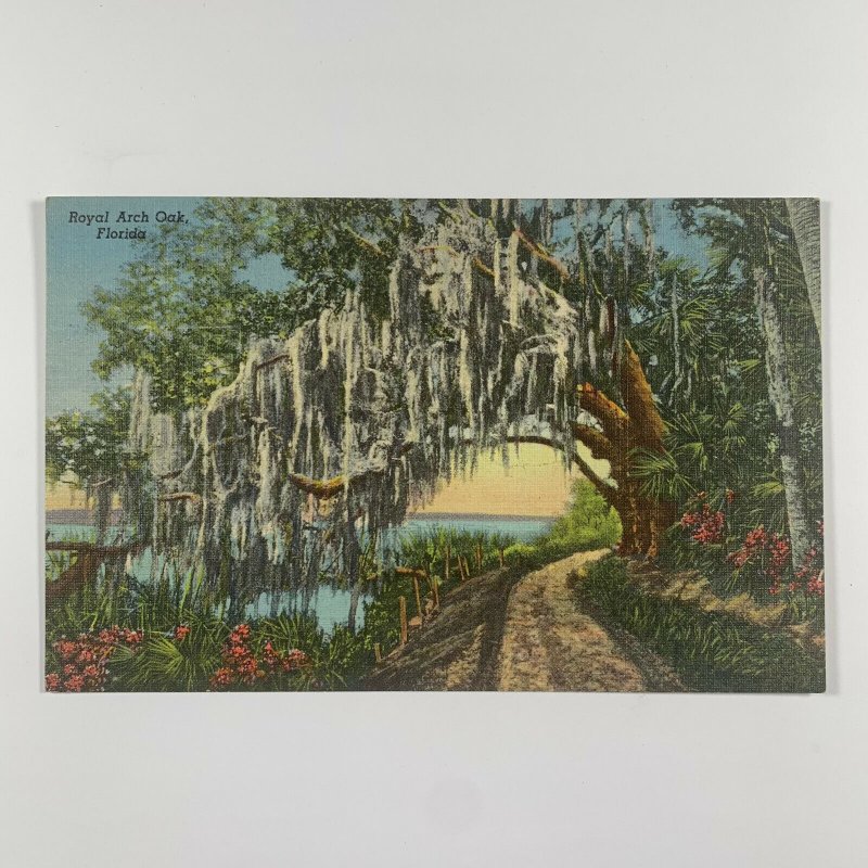 Postcard Florida FL Royal Arch Oak Tree Spanish Moss 1940s Linen ...