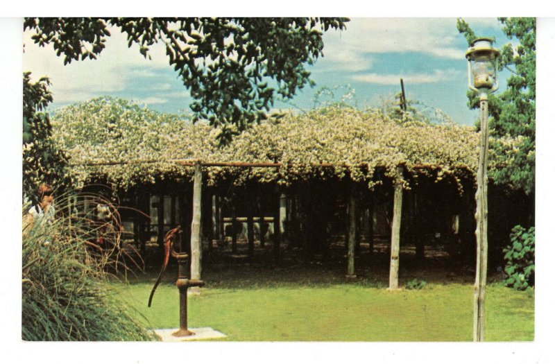 AZ - Tombstone. World's Largest Rose Bush | United States - Arizona ...