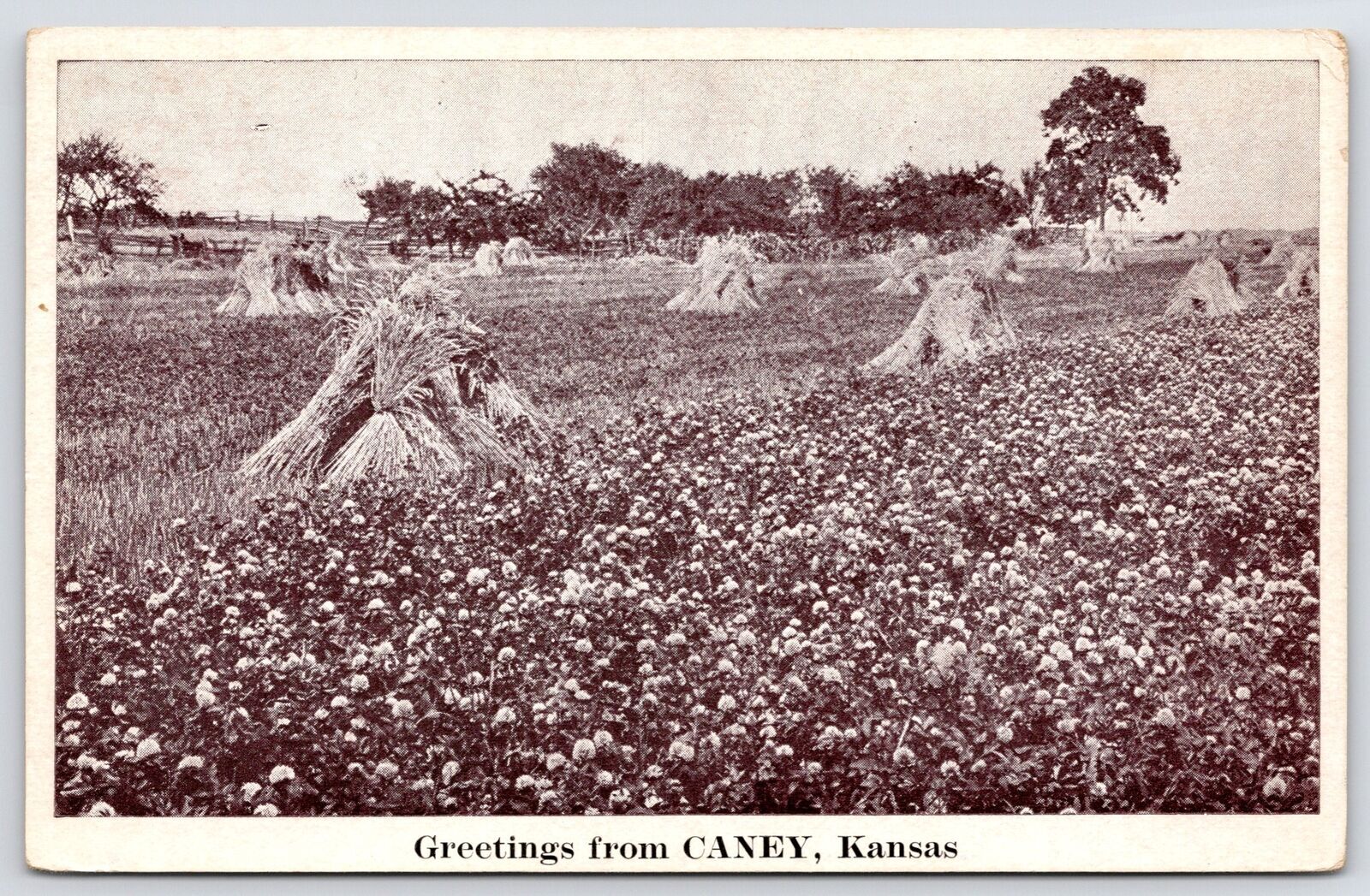 Caney KS~Farmers Are Rejoicing Bringing in the Sheaves of Grain Stooked ...