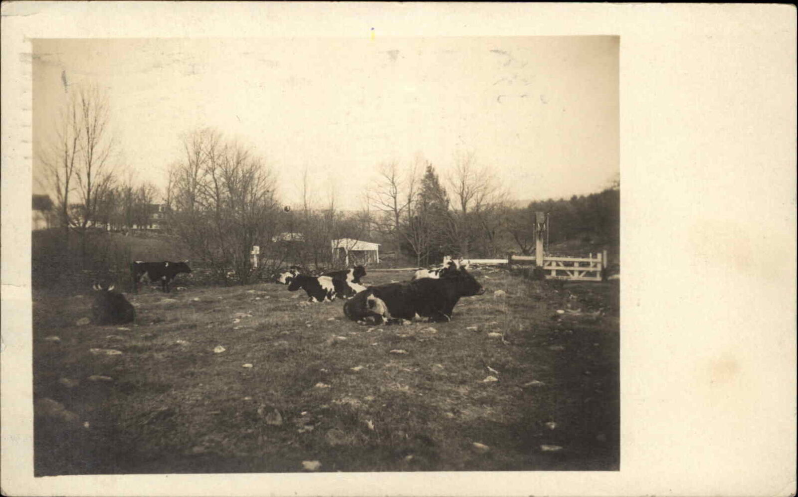Boulevard Mass MA Cows Cattle Farm 1914 Cancel Vintage RPPC PC | United ...