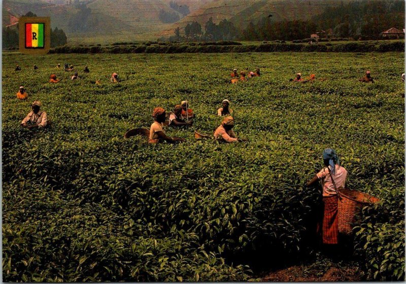 Vintage Continental Size Postcard Farming the TEA in Rwanda Central ...