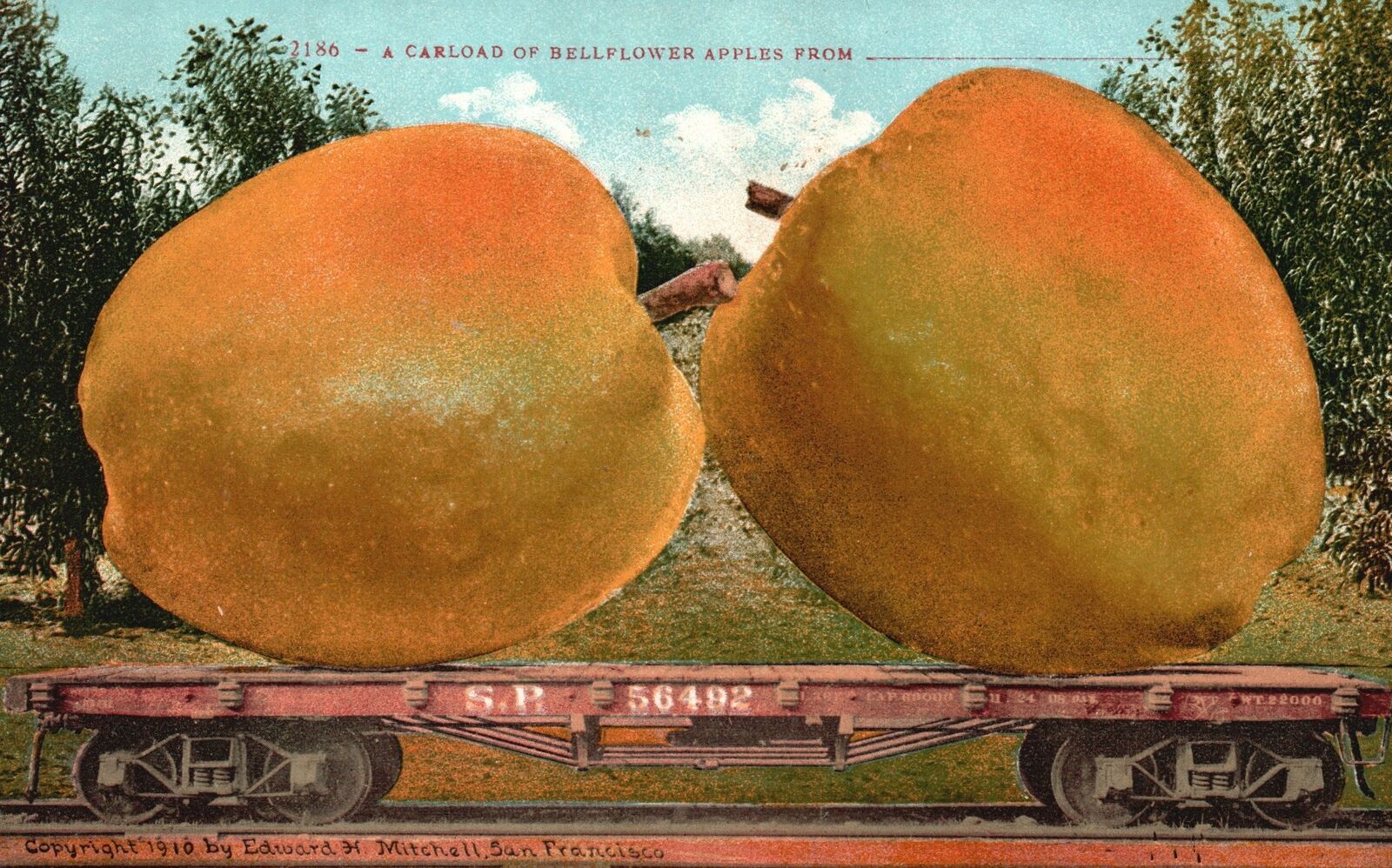 Vintage Postcard 1910's A Carload of Bellflower Apples From San ...