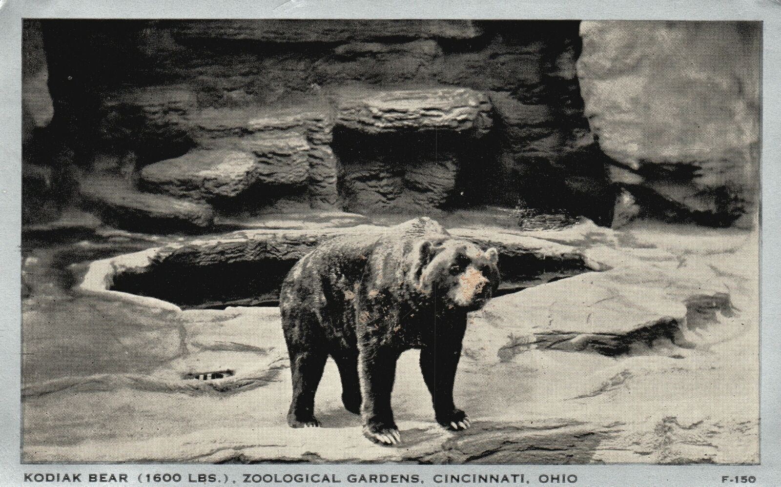 Vintage Postcard 1910's Kodiak Bear Zoological Gardens Cincinnati Ohio ...