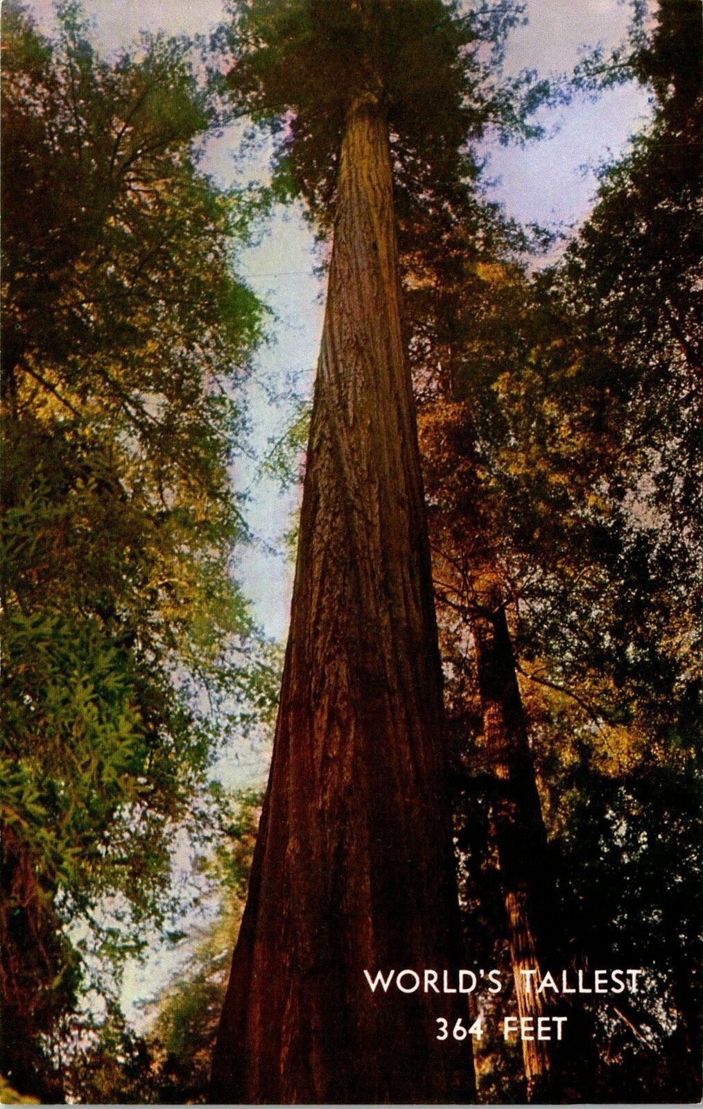 Vintage Postcard World's Tallest Redwood Founders Tree 364 Feet | Other ...