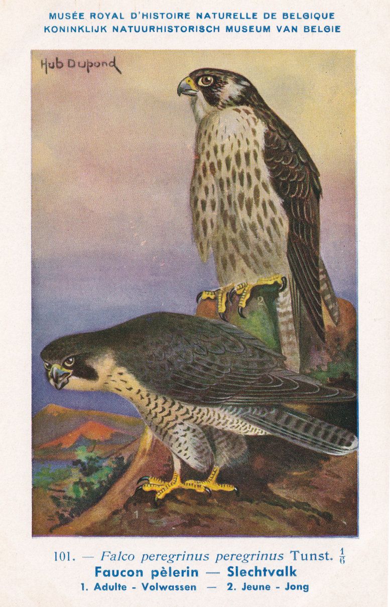 Peregrine Falcon Falco Peregrinus WW2 Antique Bird Postcard | Topics ...