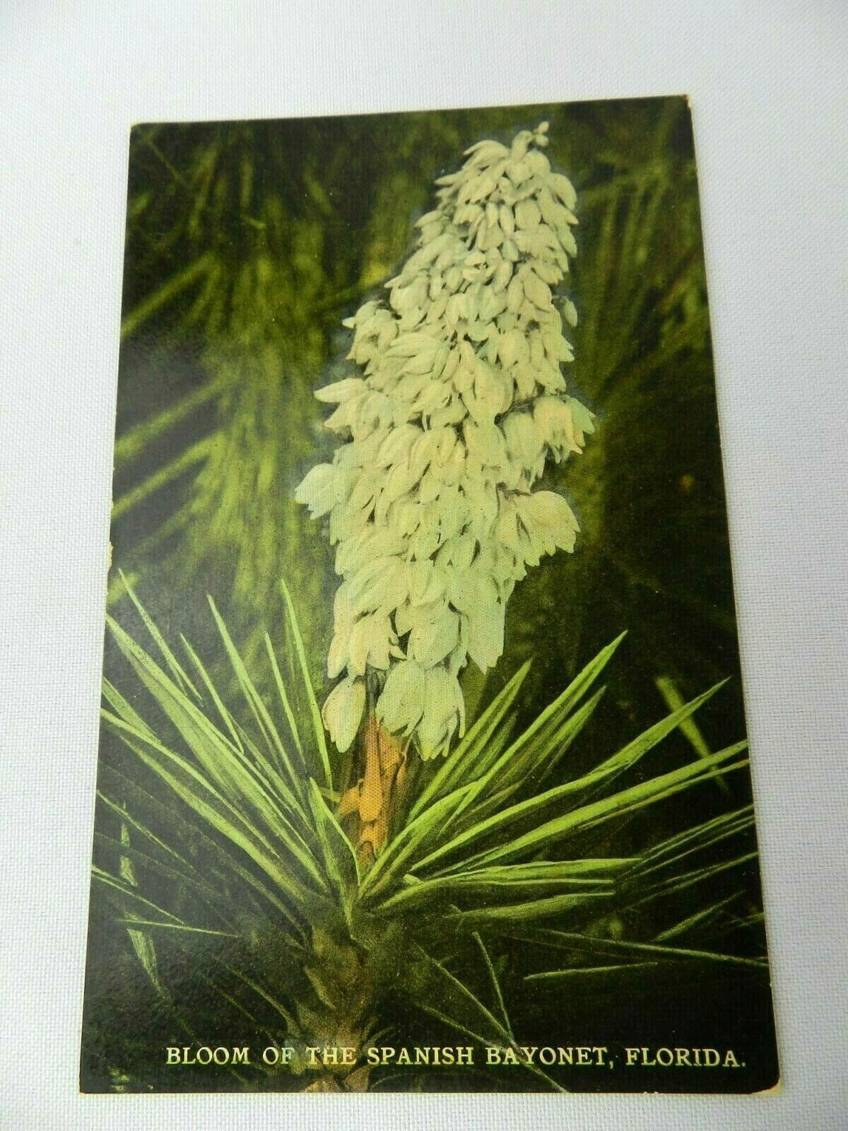 Vintage Postcard Bloom of the Spanish Bayonet, Florida, FL | United ...