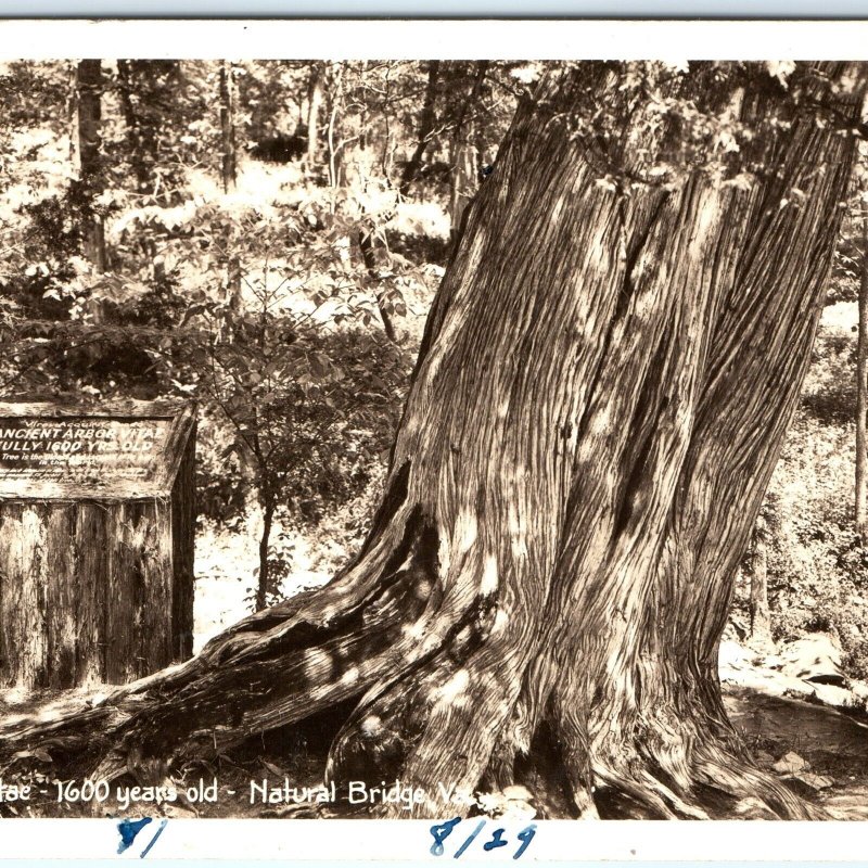 c1929 Natural Bridge, VA RPPC Ancient Arbor Vitae 1600 Year Old Tree ...