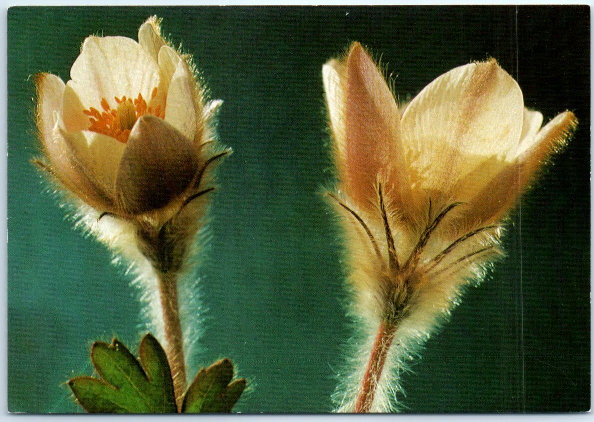 B-66828 Spring Pasque Flower - The Symbol of Spring in the Mountains ...