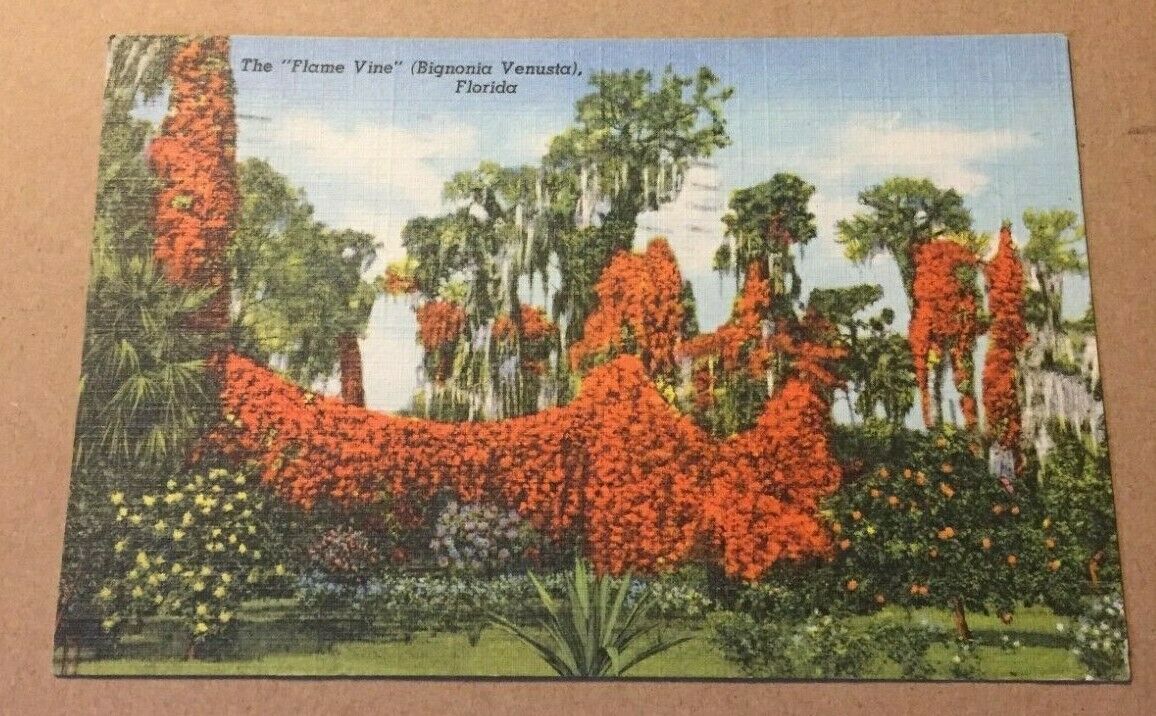 Postcards The Flame Vine Bignonia Venusta Florida Vintage Linen ...