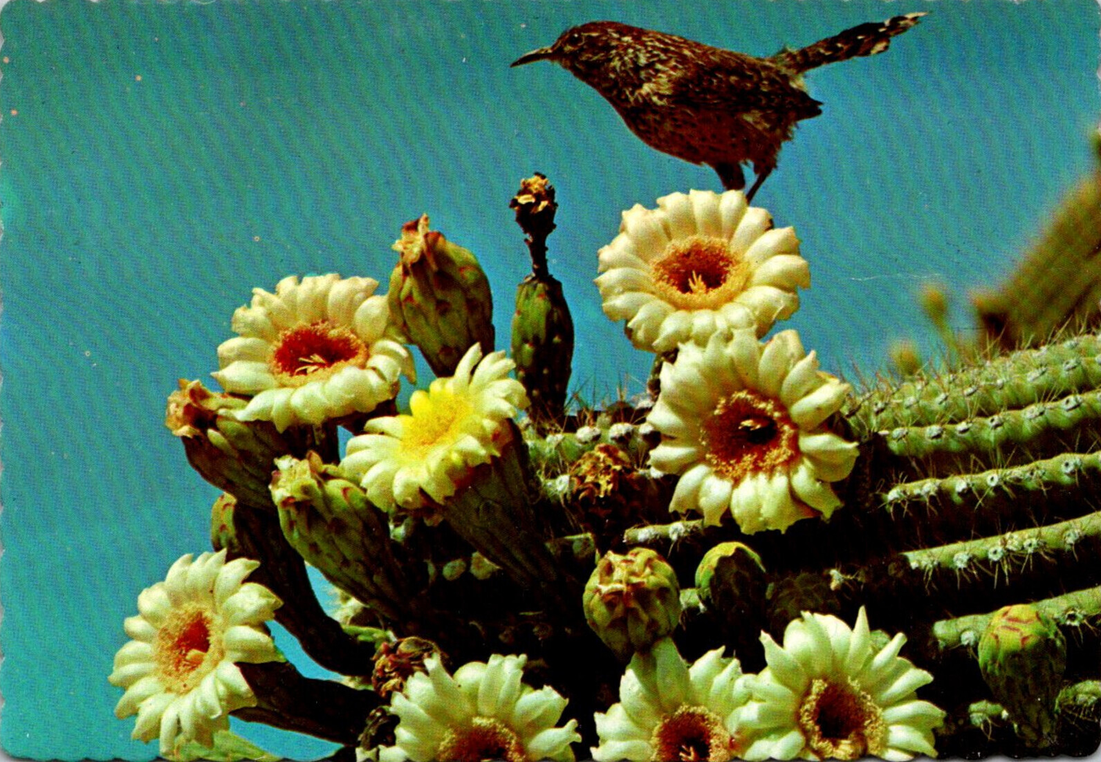 Arizona State Bird Cactus Wren and Saguaro Cactus Blossoms | United ...