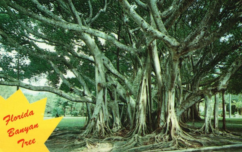 Vintage Postcard Banyan Tree Florida Color Photo By Ted Lagerberg ...
