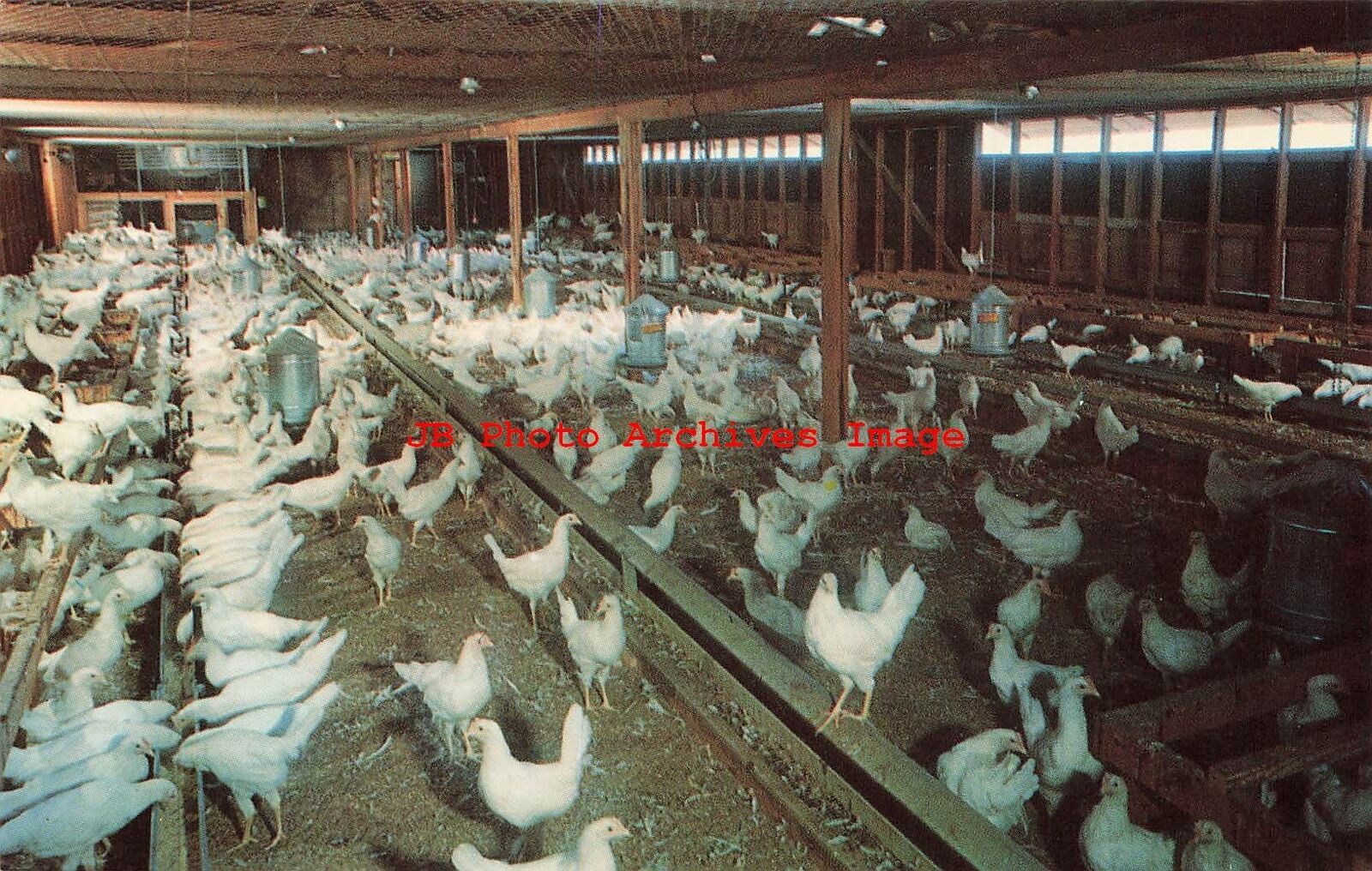 TX, Shallowater, Texas, Vance Hatchery, Leghorn Farm, Chickens, DP No ...