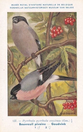 Eurasian Bullfinch Pyrrhula Pyrrhula Old WW2 Bird Rare Postcard ...