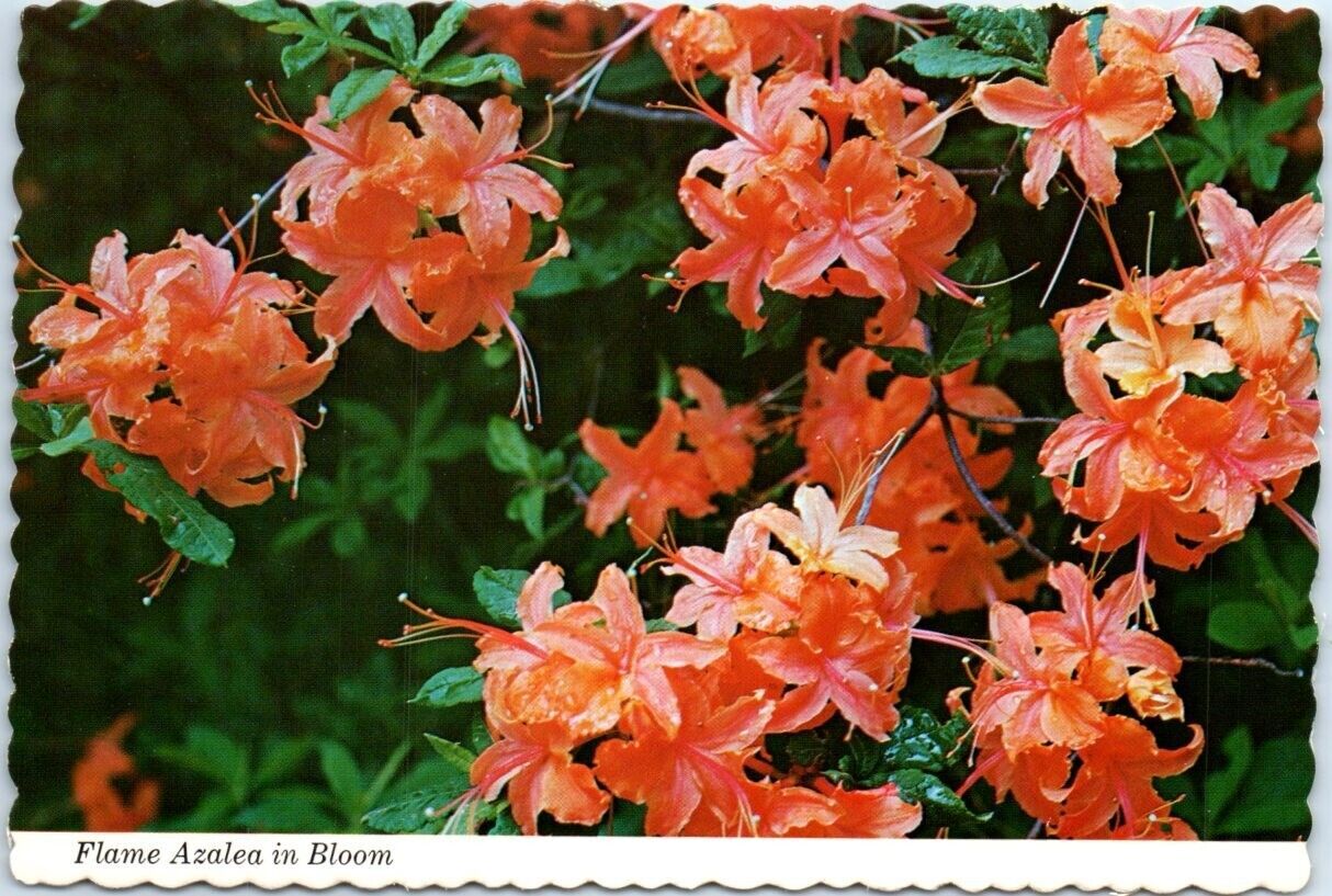 Postcard - Flame Azalea In Bloom in the Great Smoky Mountains National ...
