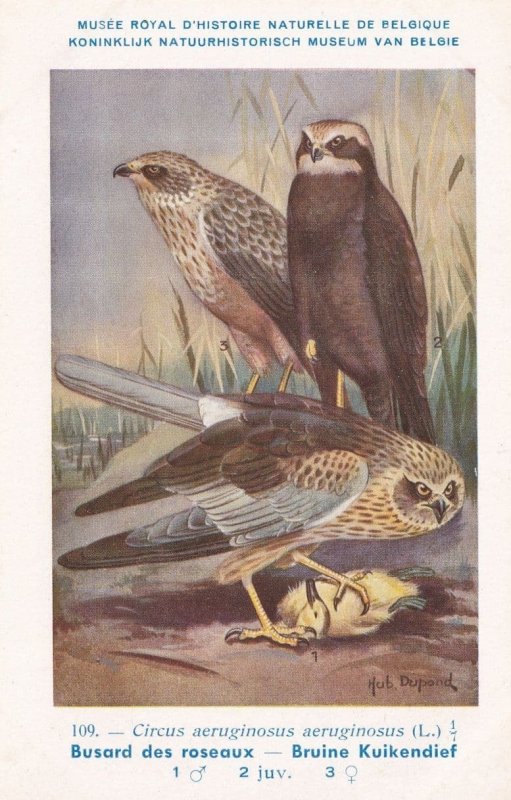 Western Marsh Harrier Circus Aeruginosus WW2 Antique Bird Postcard ...