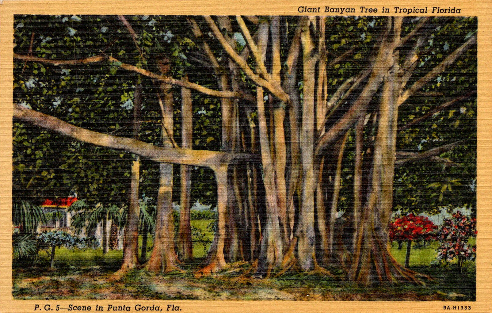 Florida Punta Gorda Giant Banyan Tree Curteich | United States ...