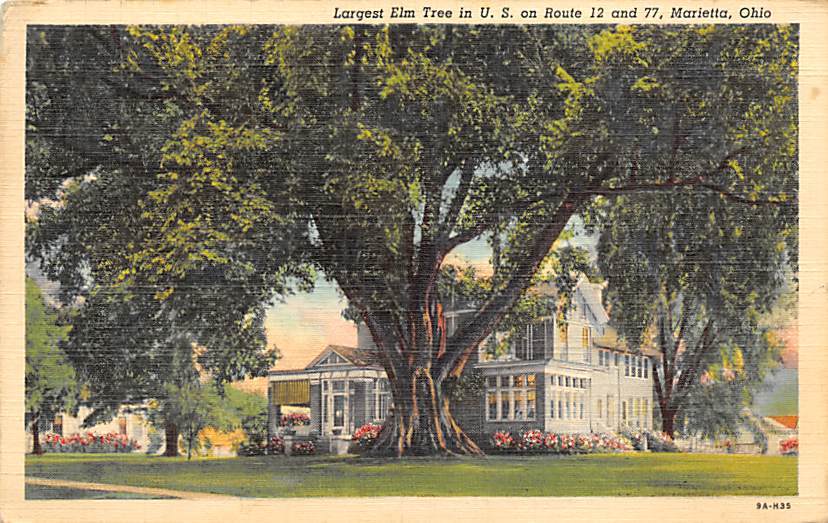 Largest Elm Tree in U. S. Marietta, Ohio OH | United States - Ohio ...