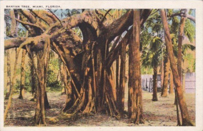 Florida Miami Large Banyan Tree | United States - Florida - Miami ...