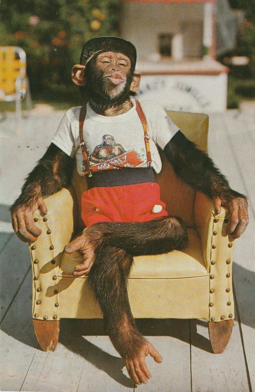 C.1963 Kissing Chimpanzee. Actor Animals. Miami, Florida Mokey Jungle ...