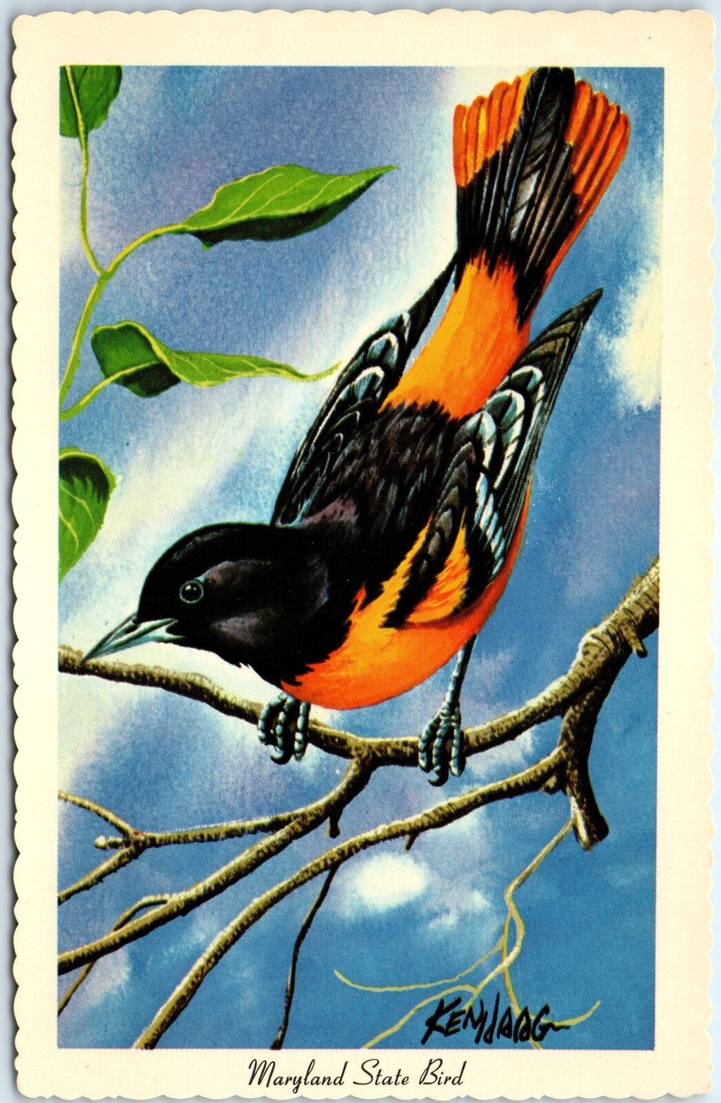 1966 MD Maryland State Bird Baltimore Oriole Orange Black Ken Haag ...