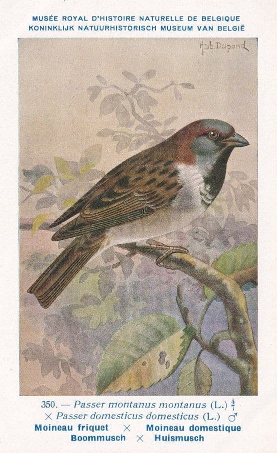 Eurasian Tree Sparrow Passer Montanus Old WW2 Bird Rare Postcard ...