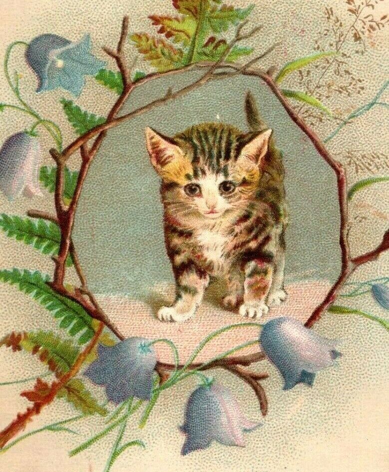 1880s-90s Union Oil Co. Buckeye Refining Co. Adorable Cat Kitten Image ...