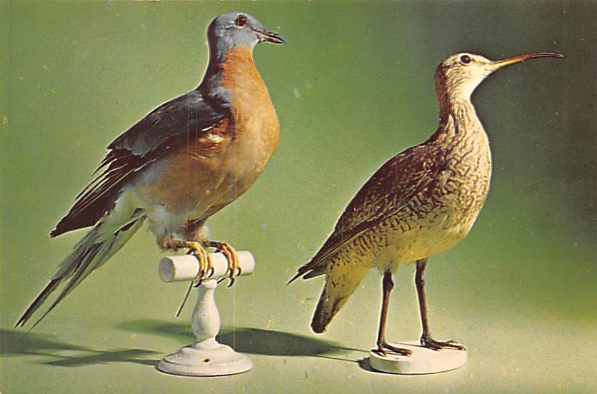 Passenger Pigeon & Eskimo Curlew Unused | Topics - Animals - Birds ...