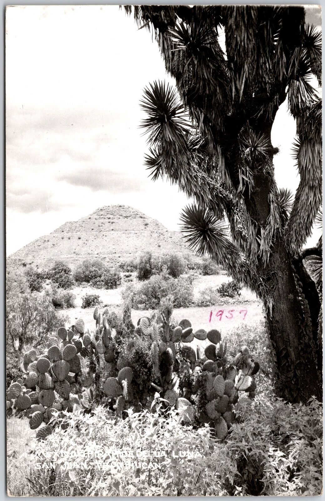1957 Mexico Piramide Cua Luna San Juan Giant Cactus Real Photo Posted ...