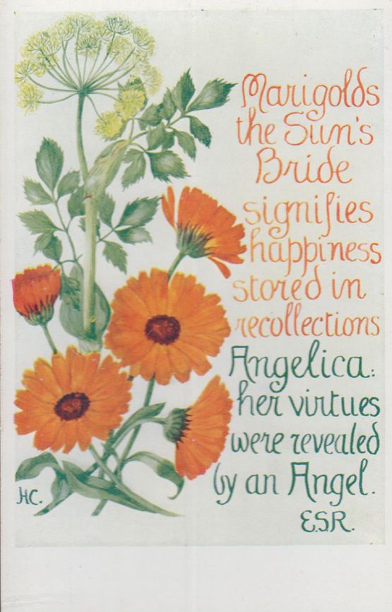 Marigold Flowers Angelica Purifies Bride Natural Remedy Song Songcard ...