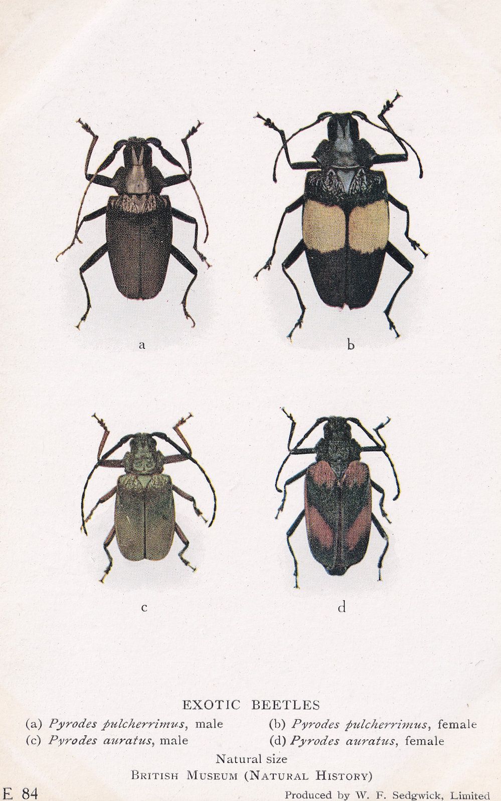 Pyrodes Pulcherrimus Exotic Beetles London Natural History Museum ...