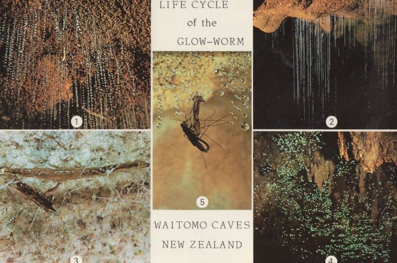 Waimoto Caves Life Cycle Of The Glowworm New Zealand Postcard ...