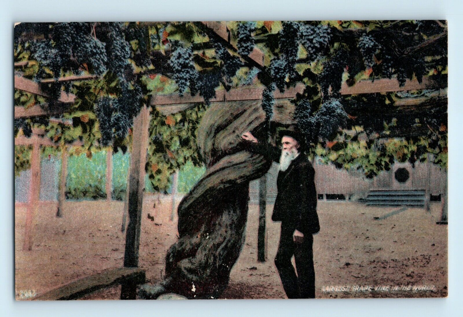Largest Grape Vine in the World Old Man resting on Vine California ...